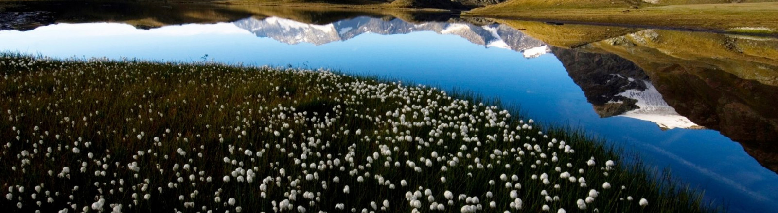 Alpine Pearls