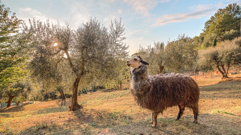 Alpaca Country House – Agriturismo Ecosostenibile a Pontedera, Pisa ...